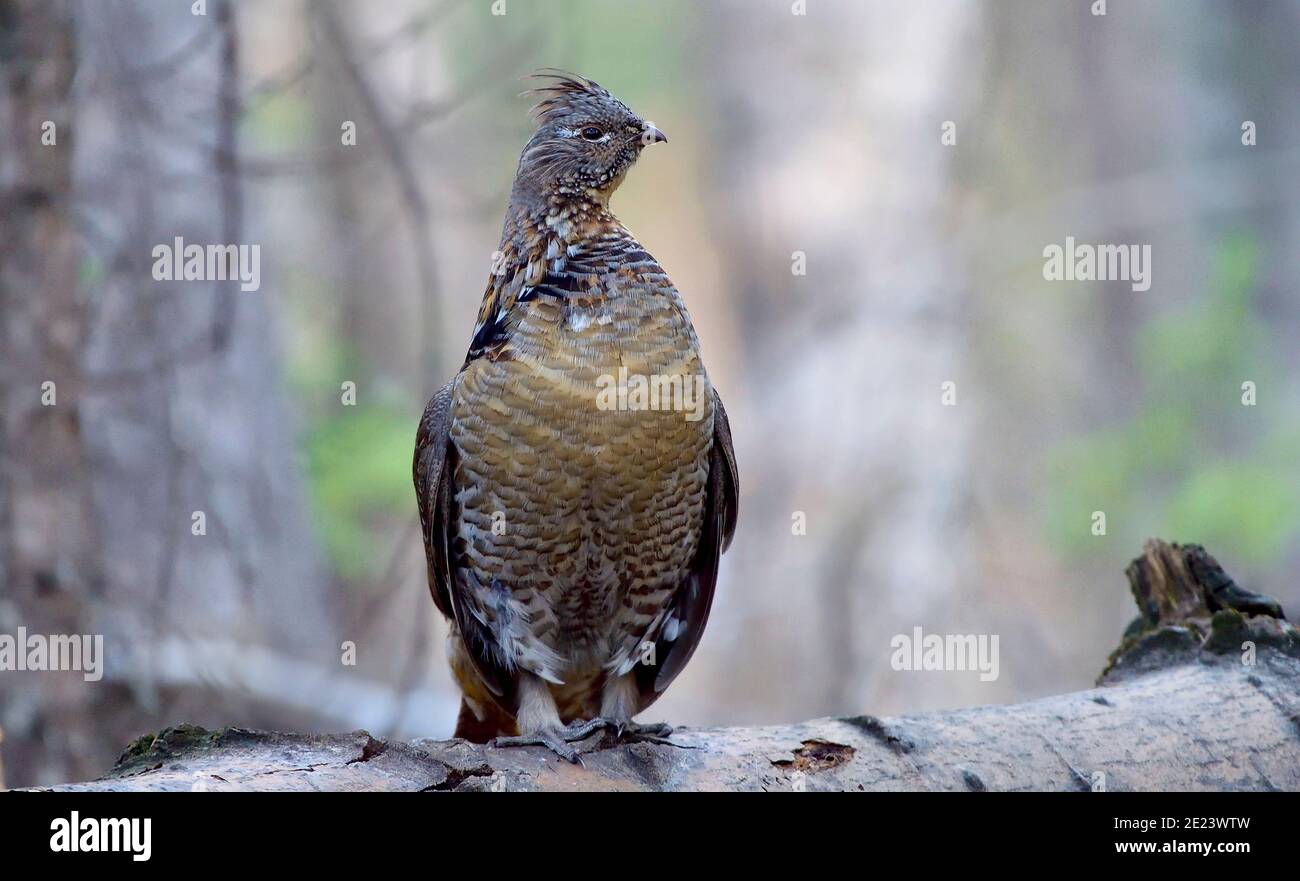 Beautiful male ruffed grouse hi-res stock photography and images - Alamy