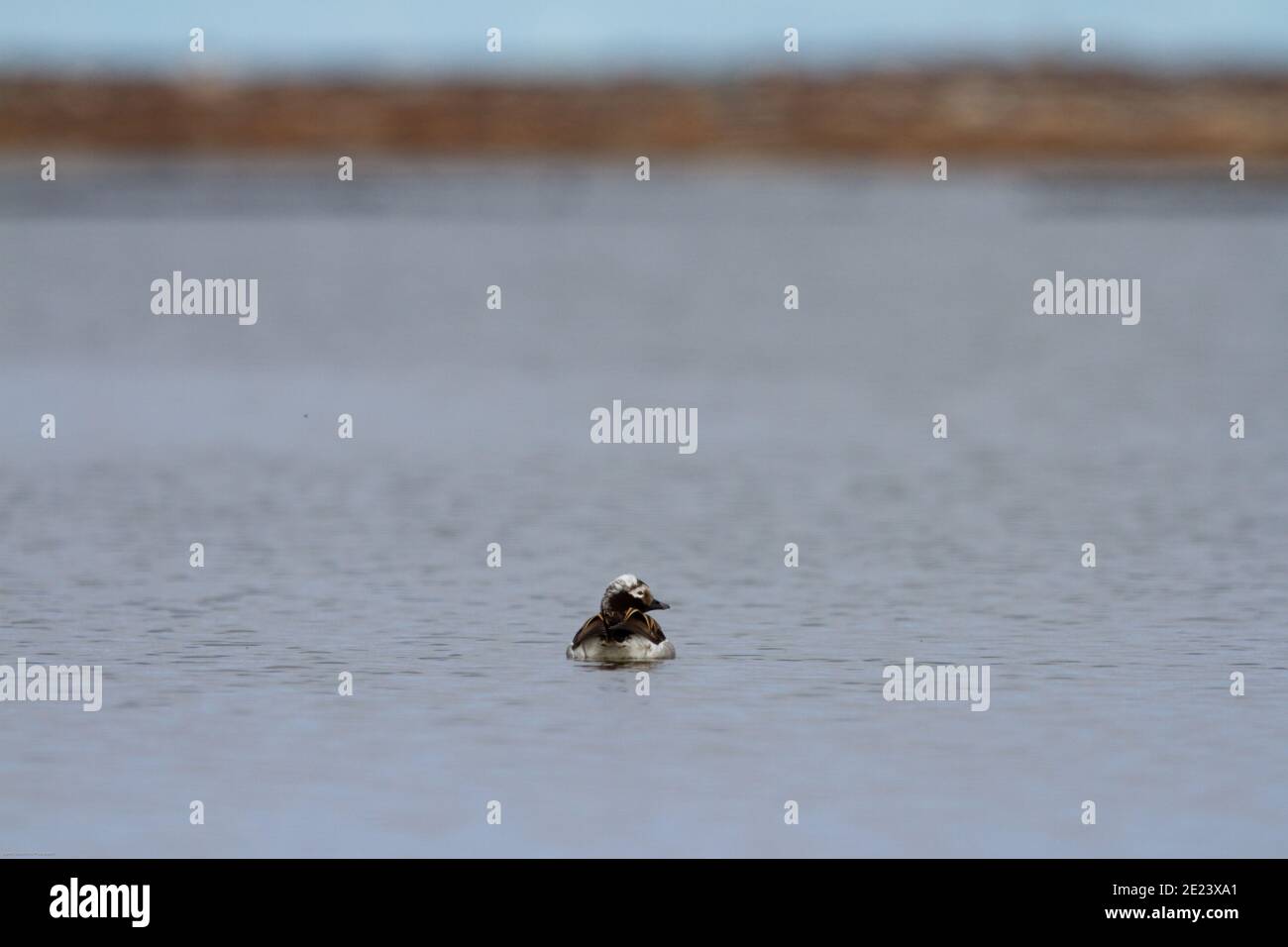 Back profile of a male long-tailed duck as it is swimming away. Found ...