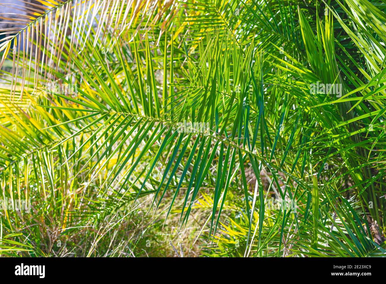Date palm leaves close up as tropical green floral background Stock ...