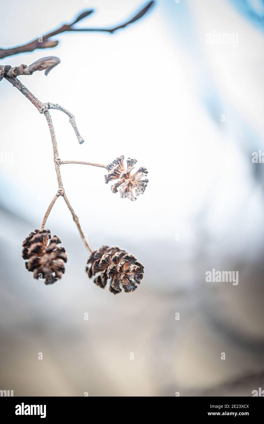 Vertical shot of cones grown on the tree branch on a blurry background ...