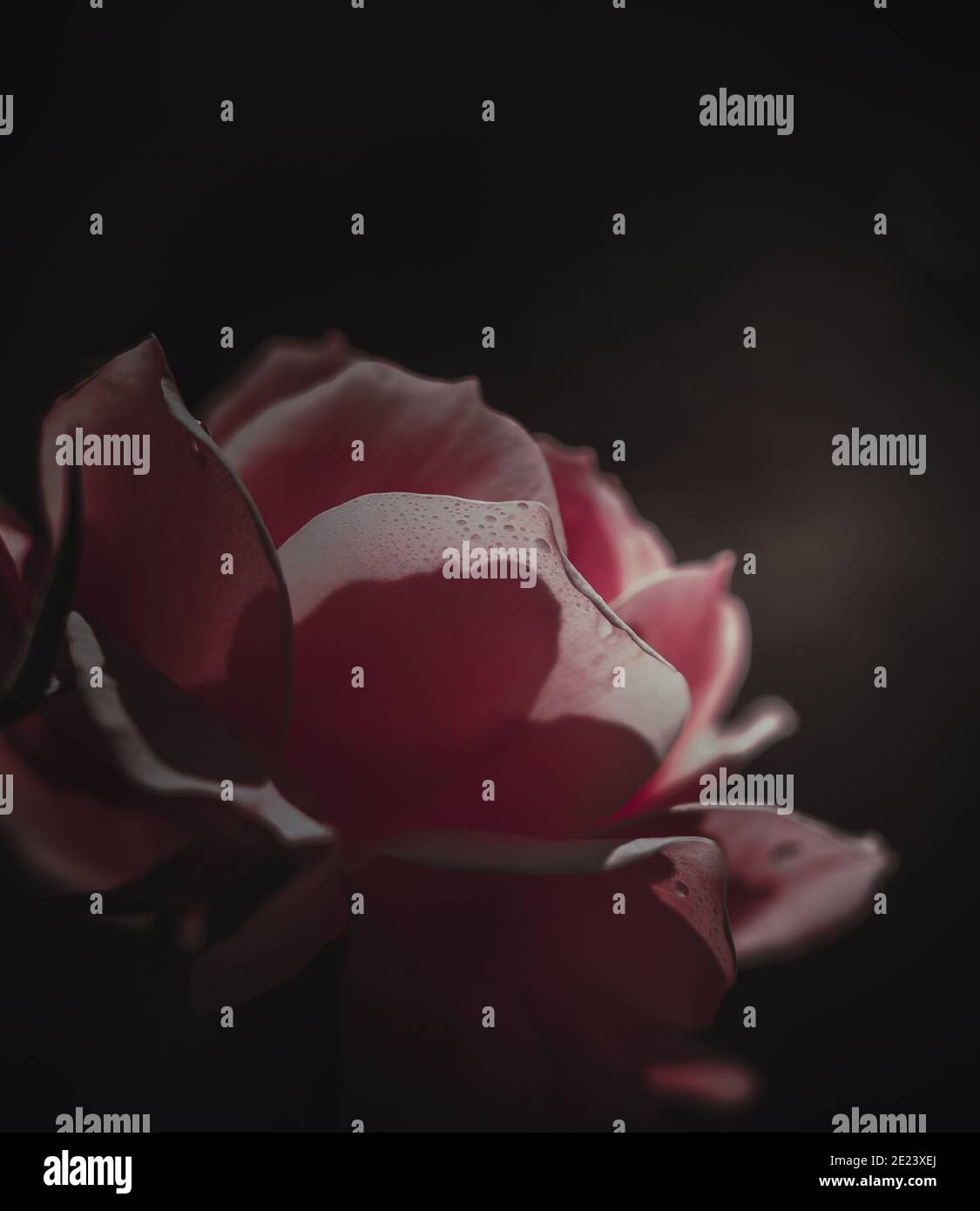 Beautiful Single Rose; Vintage style Stock Photo - Alamy