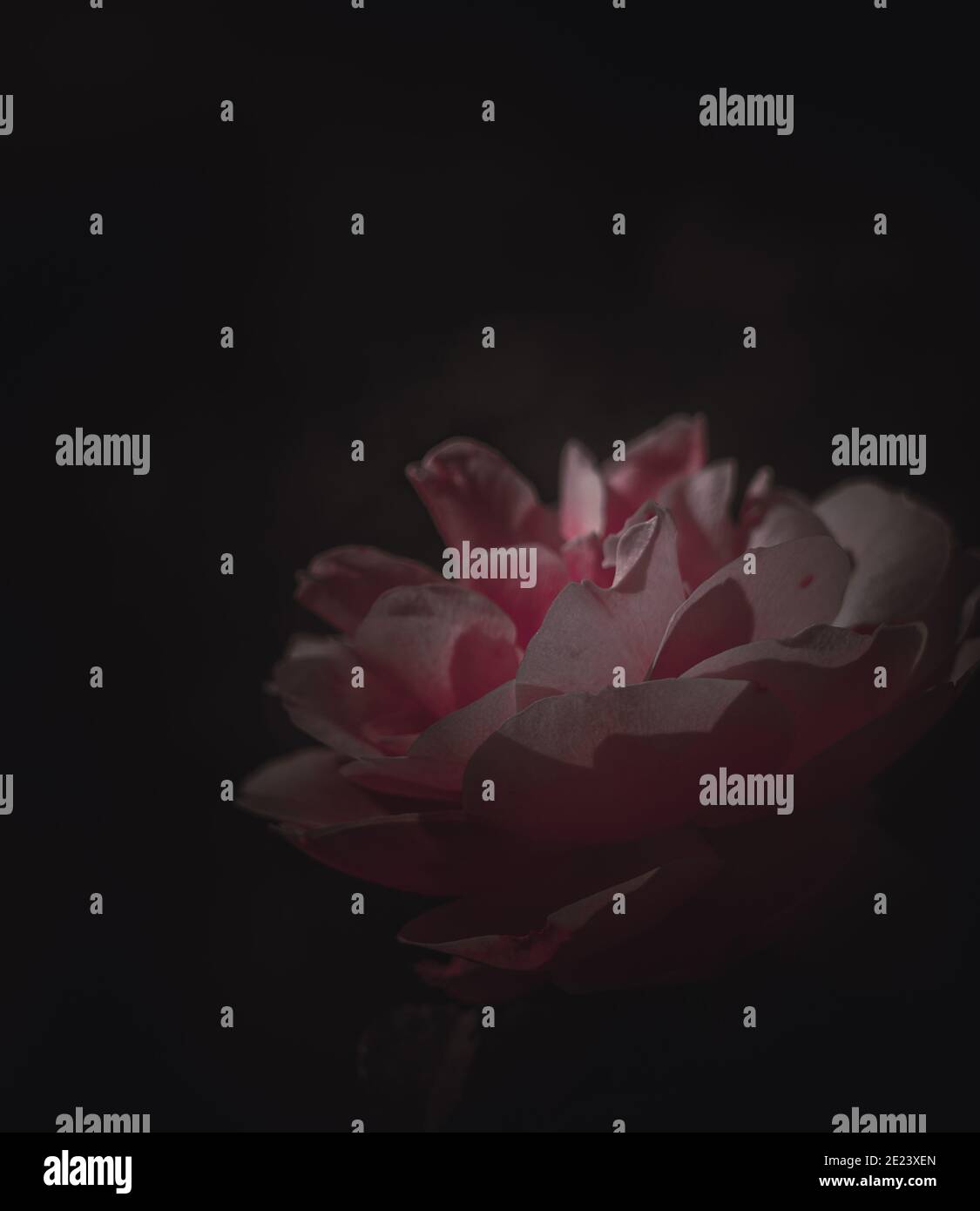 Beautiful Single Rose; Vintage style Stock Photo - Alamy