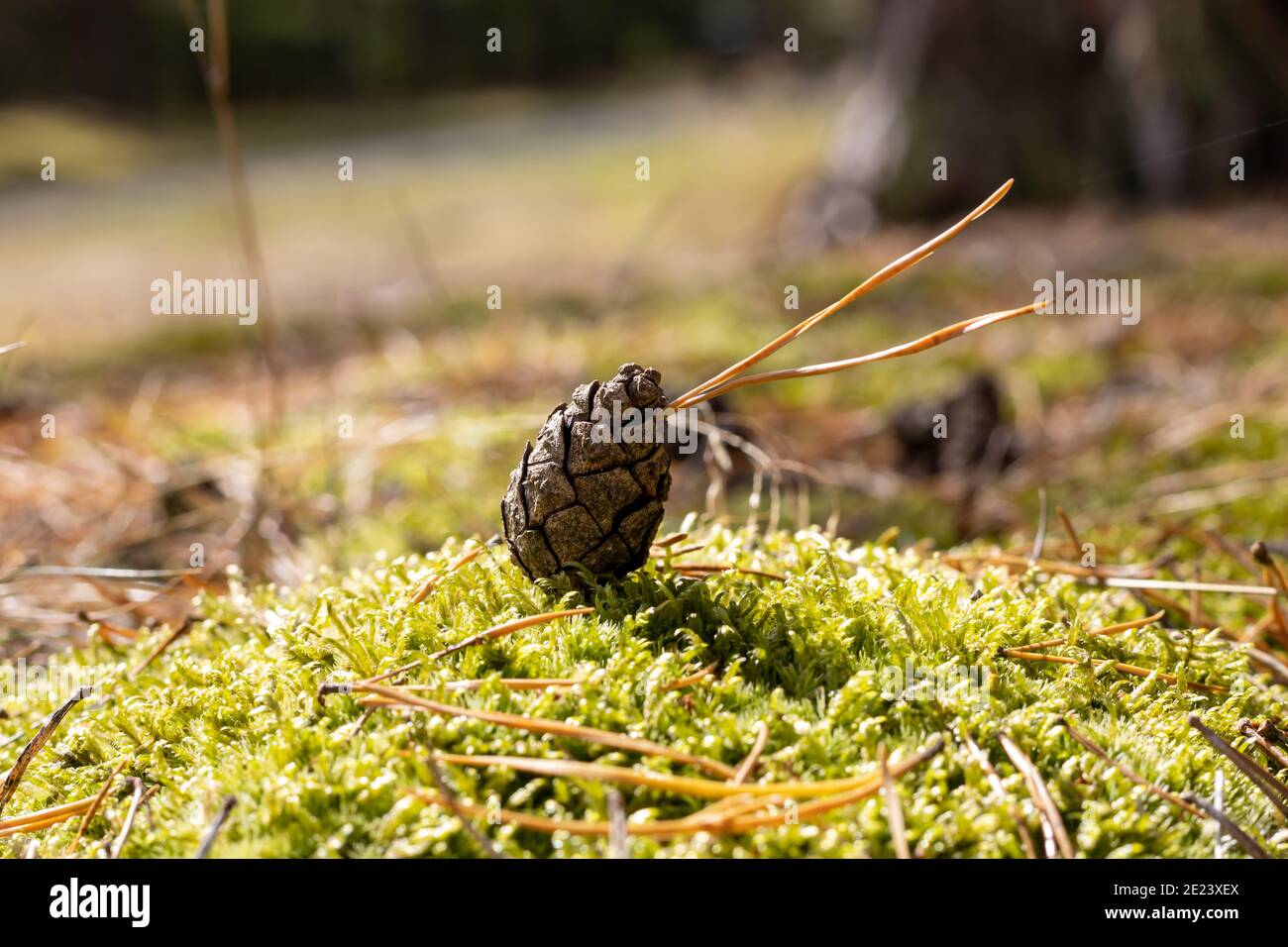 Pine cone lying on green grass under the sunlight Stock Photo - Alamy