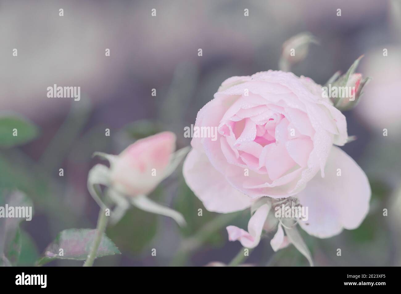 Beautiful Single Rose; Vintage style Stock Photo - Alamy