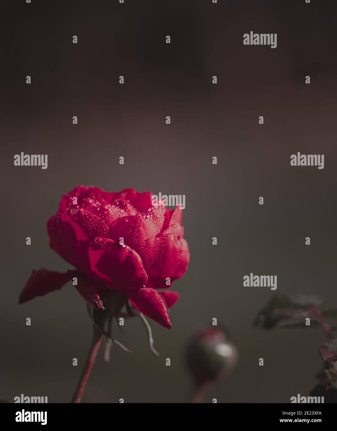 Beautiful Single Rose; Vintage style Stock Photo - Alamy