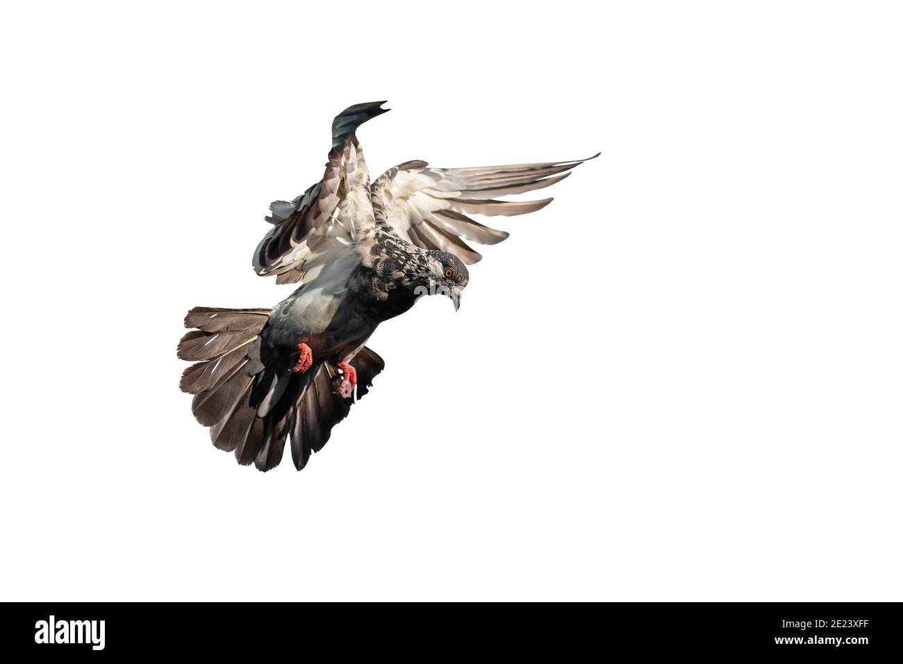 Movement Scene of Rock Pigeon Flying in The Air Isolated on White ...