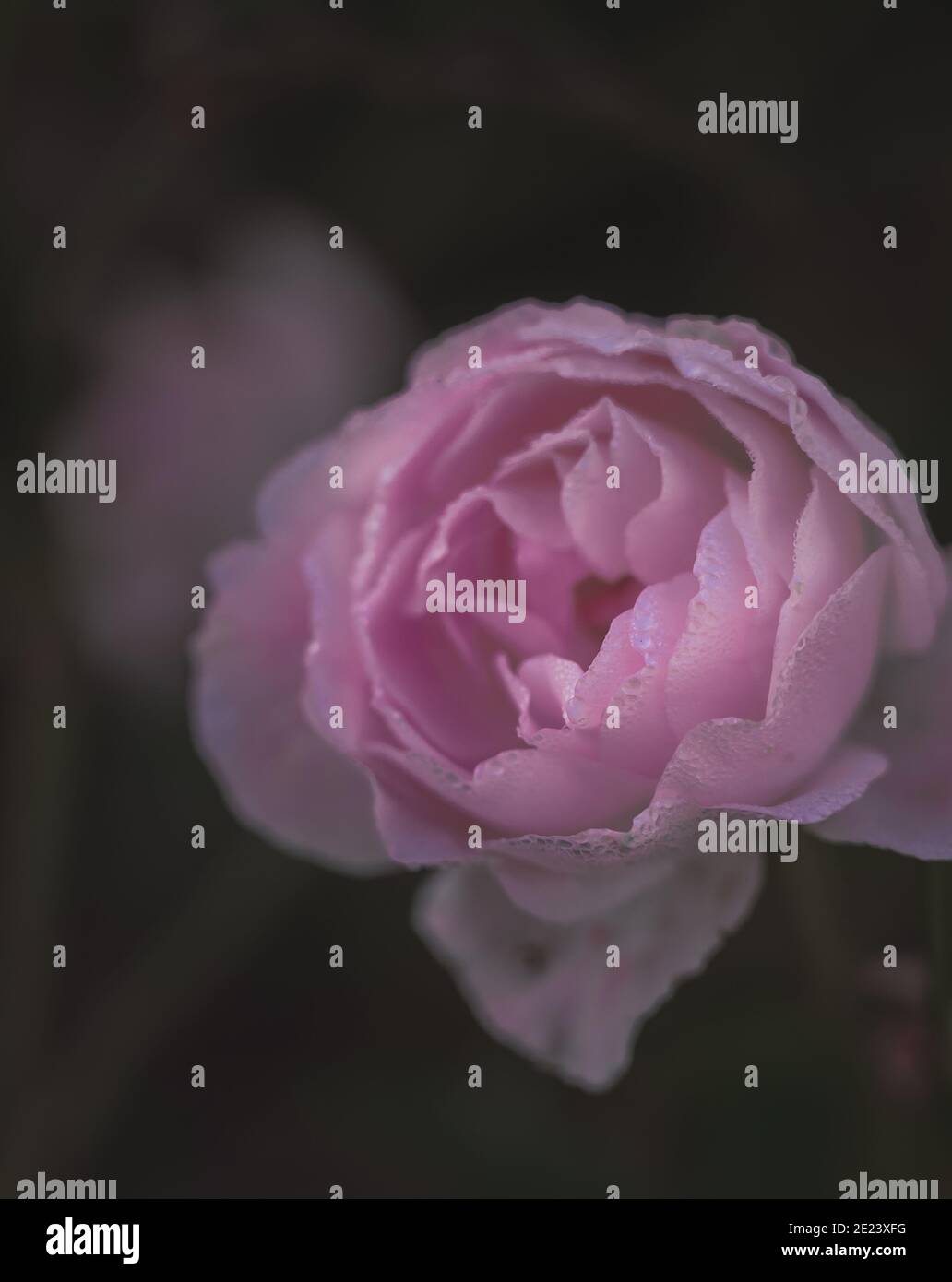 Beautiful Single Rose; Vintage style Stock Photo - Alamy