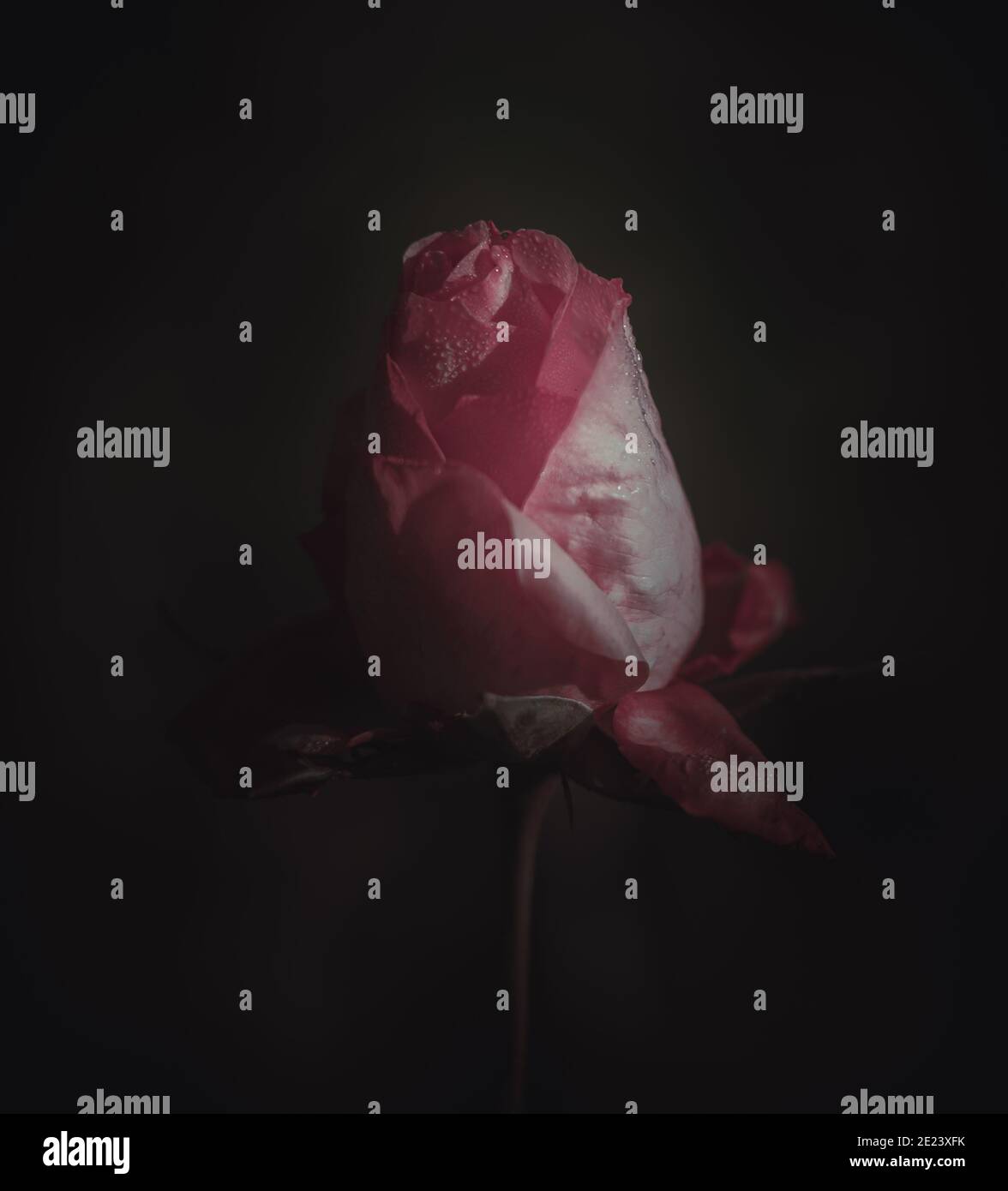 Beautiful Single Rose; Vintage style Stock Photo - Alamy