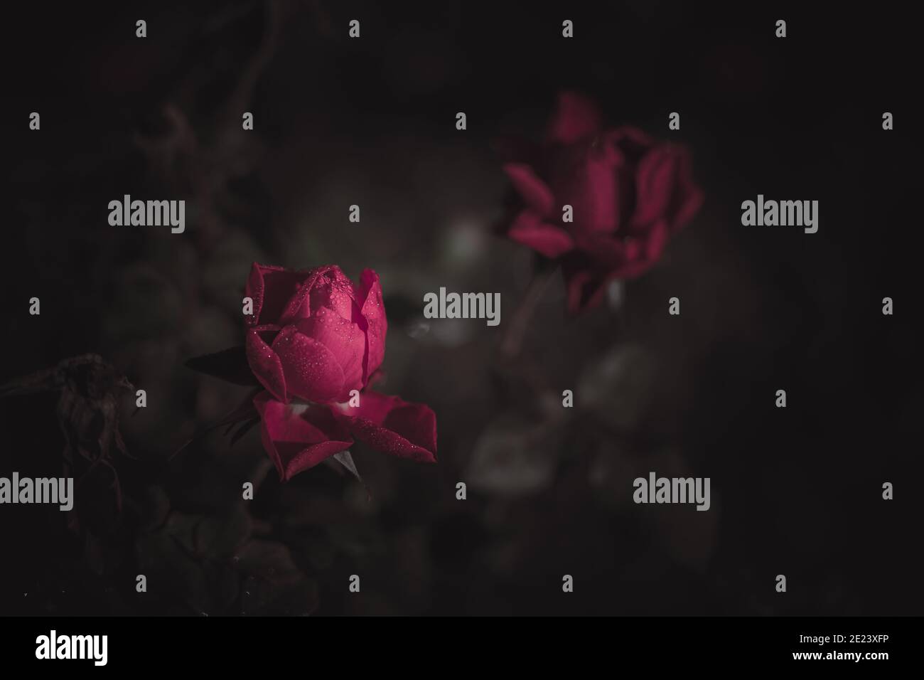 Beautiful Single Rose; Vintage style Stock Photo - Alamy