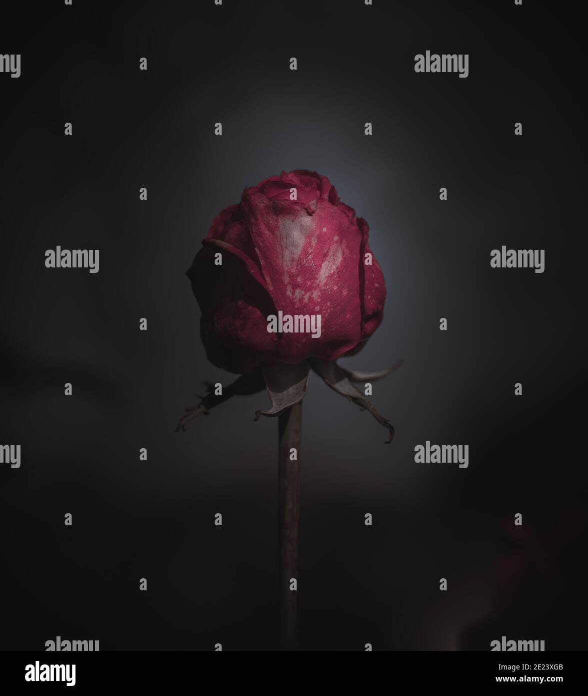 Beautiful Single Rose; Vintage style Stock Photo - Alamy