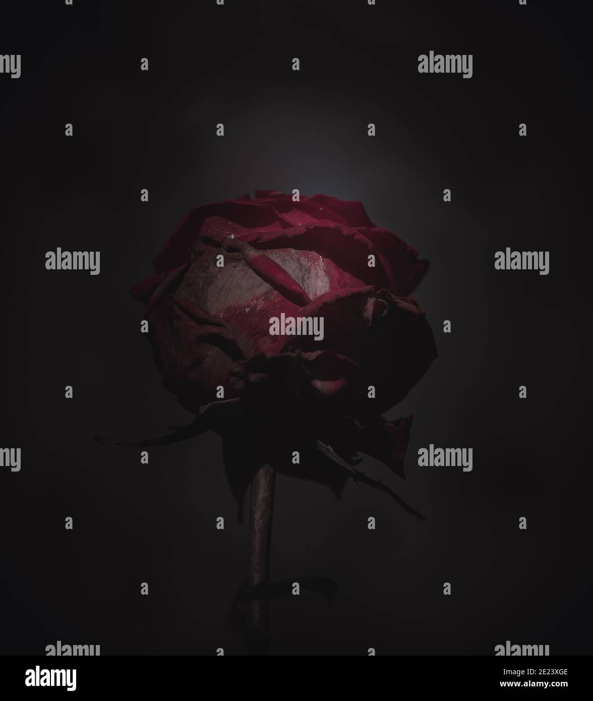 Beautiful Single Rose; Vintage style Stock Photo - Alamy