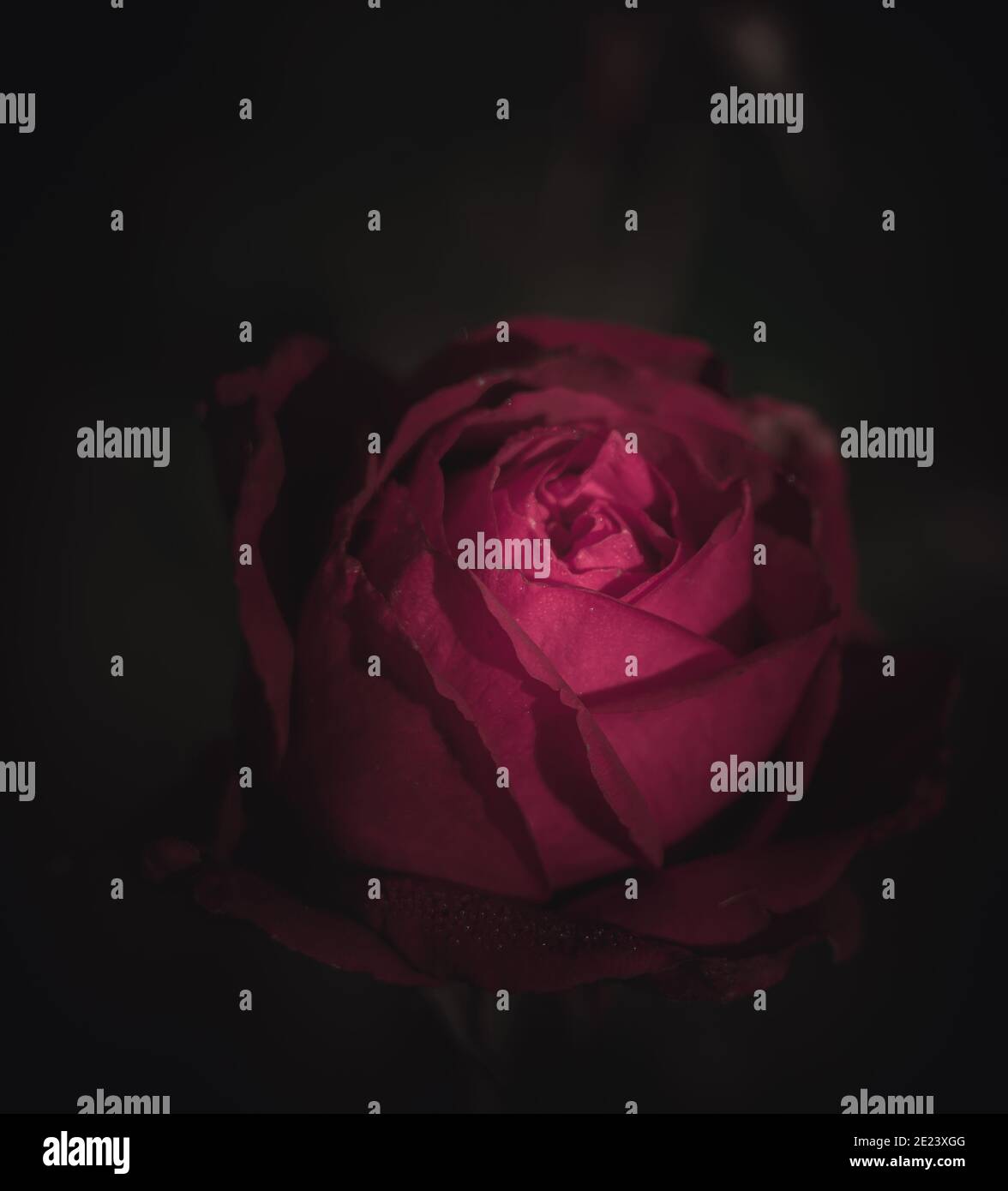 Beautiful Single Rose; Vintage style Stock Photo - Alamy