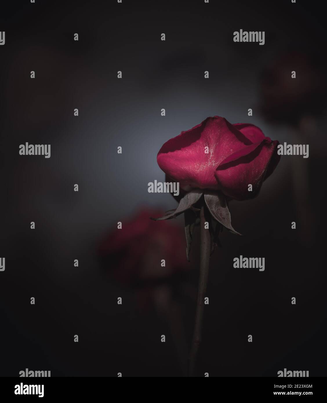 Beautiful Single Rose; Vintage style Stock Photo - Alamy
