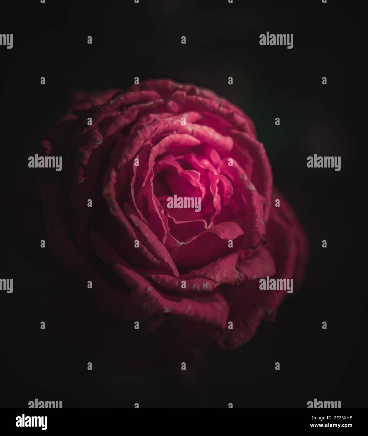 Beautiful Single Rose; Vintage style Stock Photo - Alamy