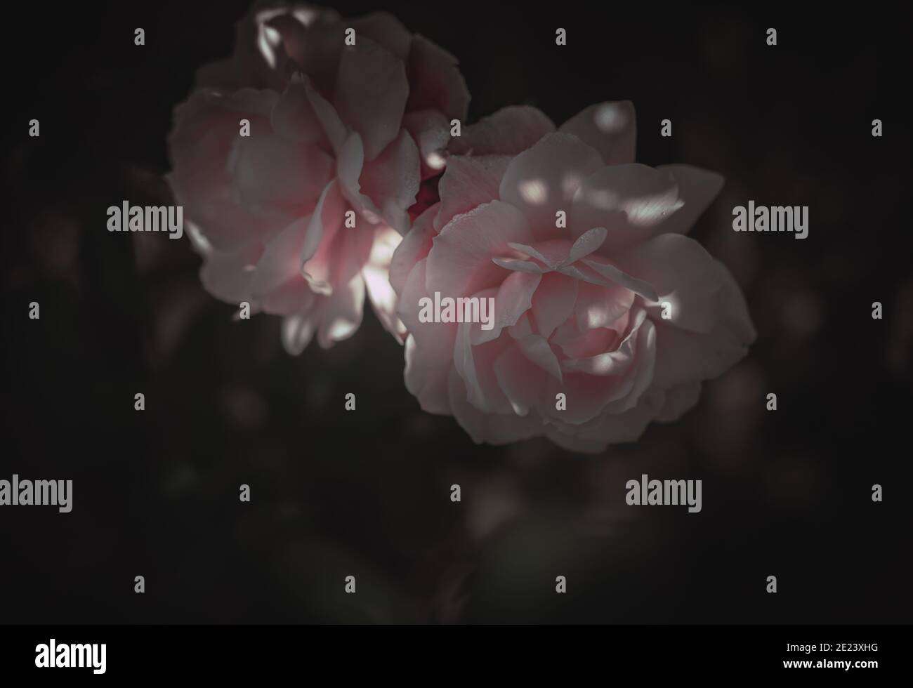Beautiful Single Rose; Vintage style Stock Photo - Alamy