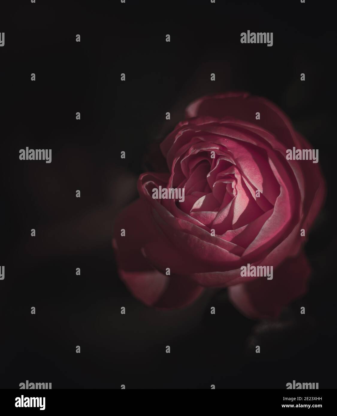 Beautiful Single Rose; Vintage style Stock Photo - Alamy