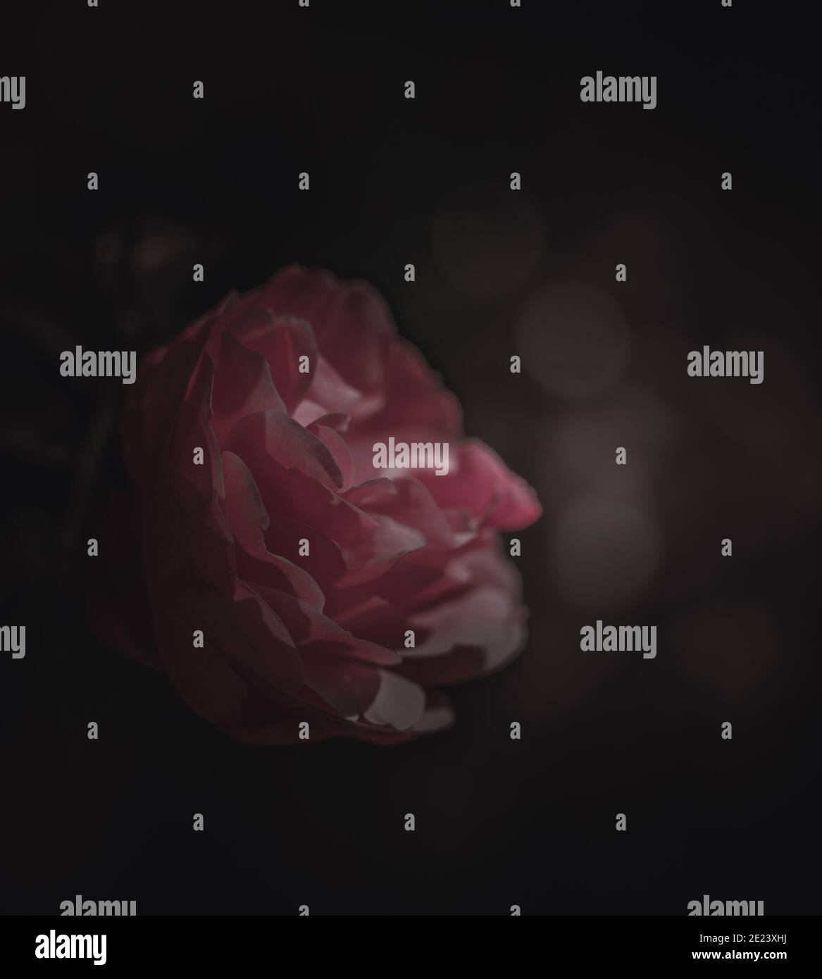 Beautiful Single Rose; Vintage style Stock Photo - Alamy