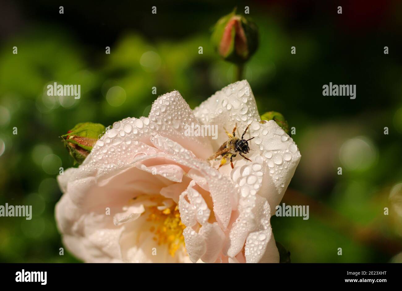Closeup shot of a bee on a light pink rose with dew on its petals Stock ...