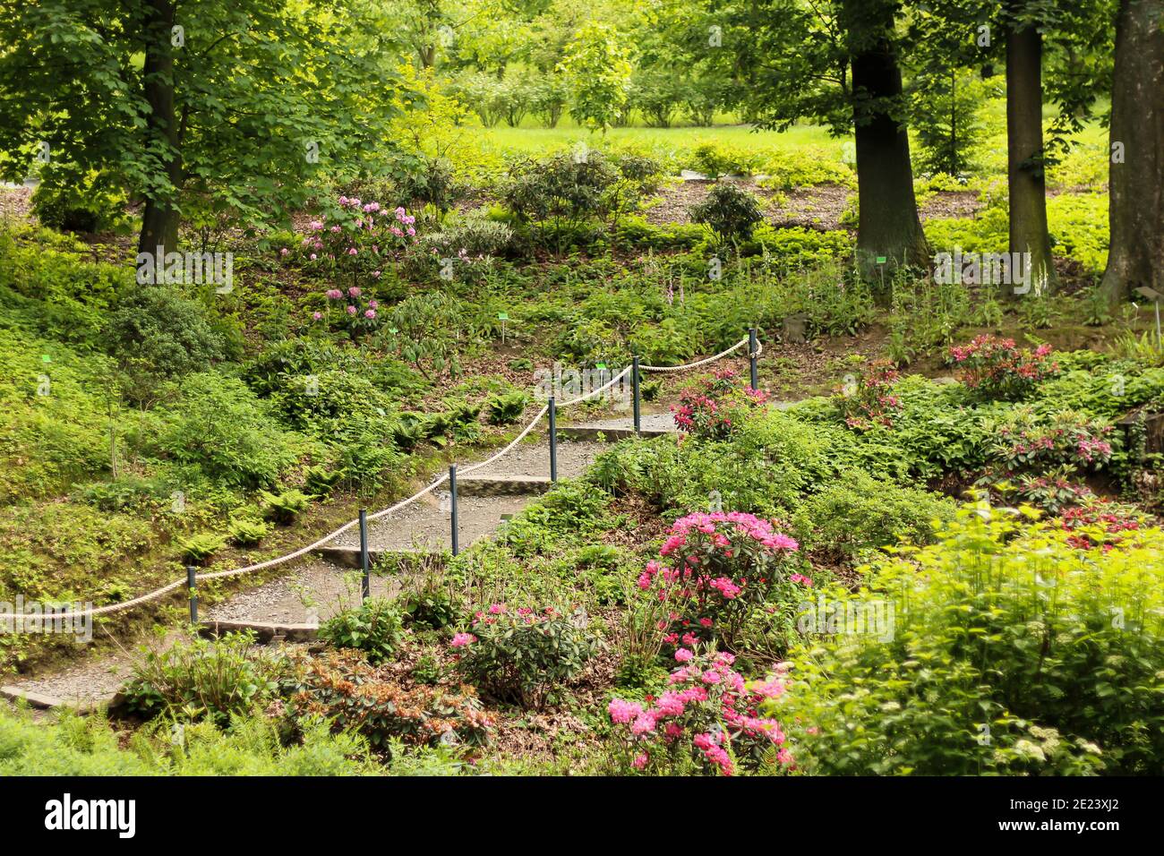 Green botanical garden with different flowers and plants Stock Photo ...
