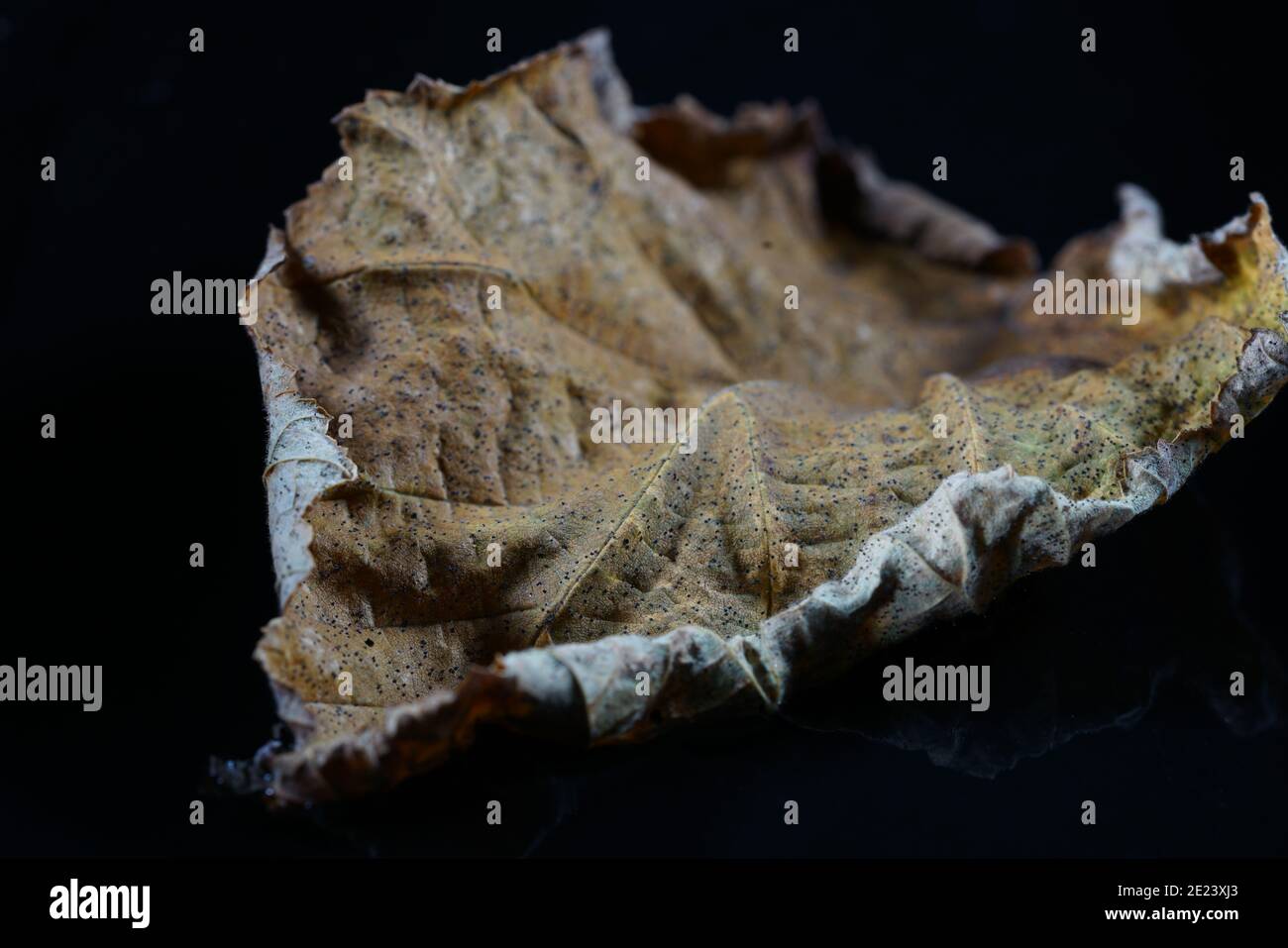 Closeup of a dry twisted leaf on the black background Stock Photo - Alamy
