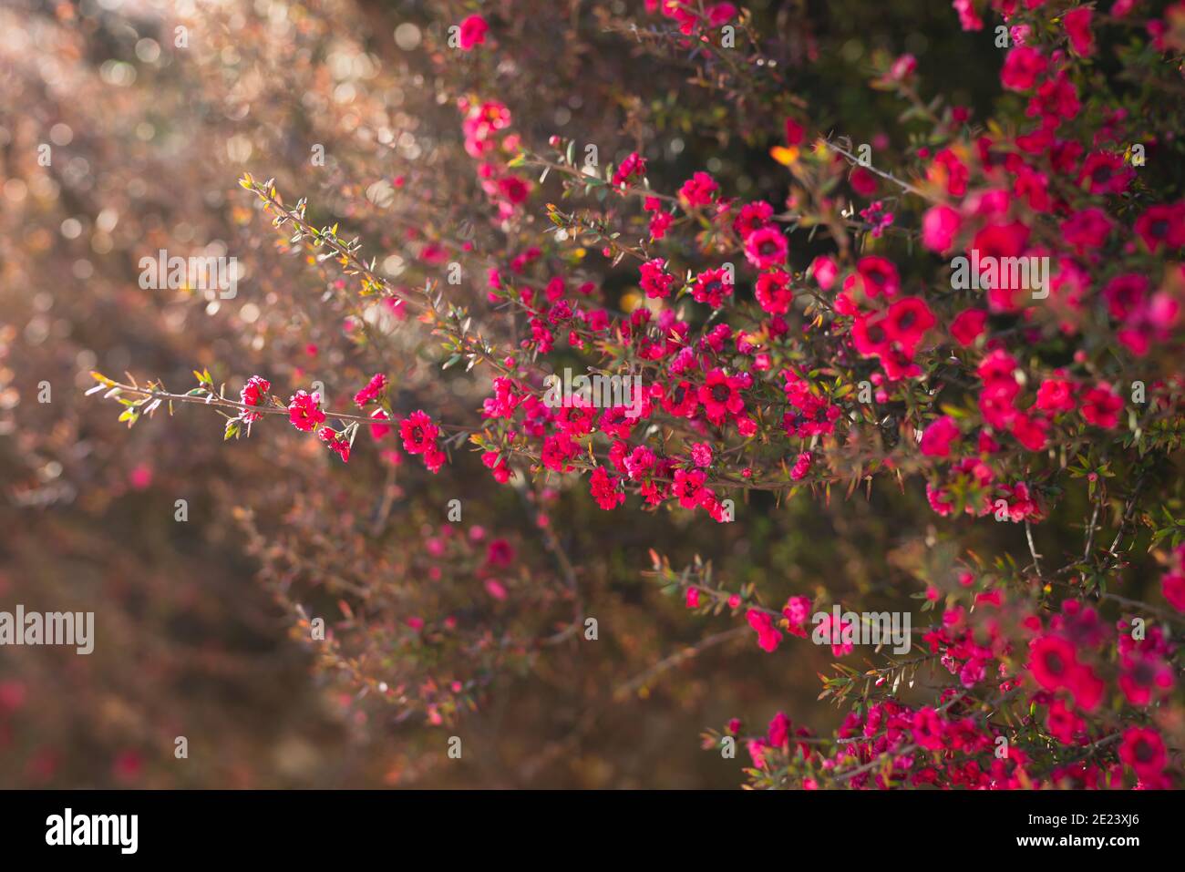 Manuka tree hi-res stock photography and images - Alamy