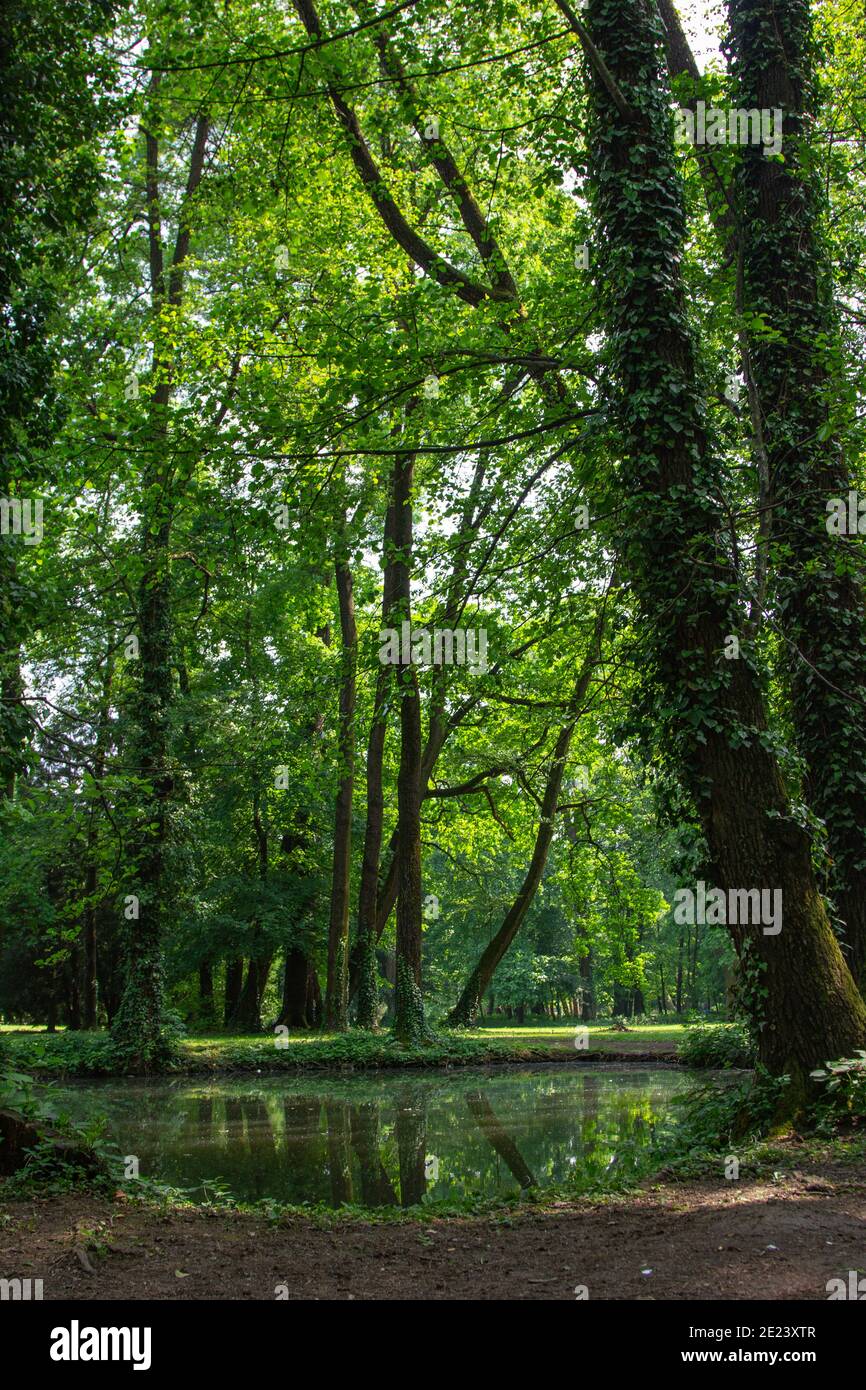 Trees and a lake detail from a park Stock Photo - Alamy