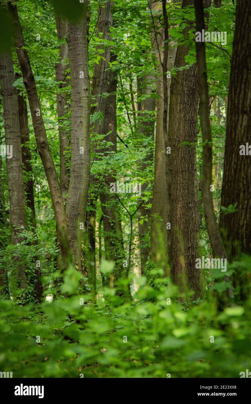 Green trees in spring Stock Photo - Alamy
