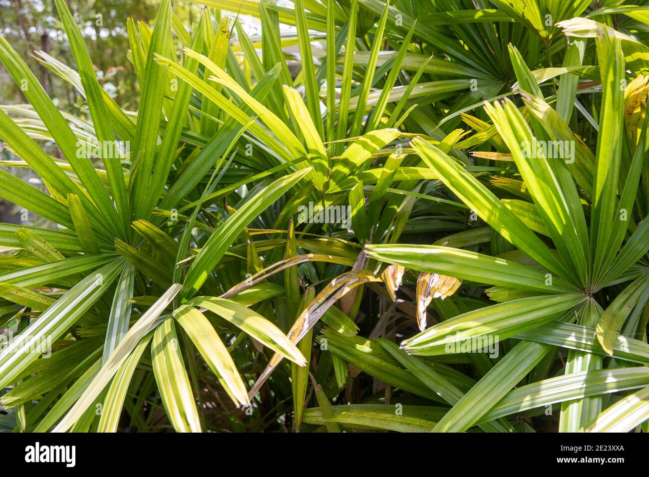 Lady Palm Rhapis Excelsa also known as bamboo palm growing outdoors in ...
