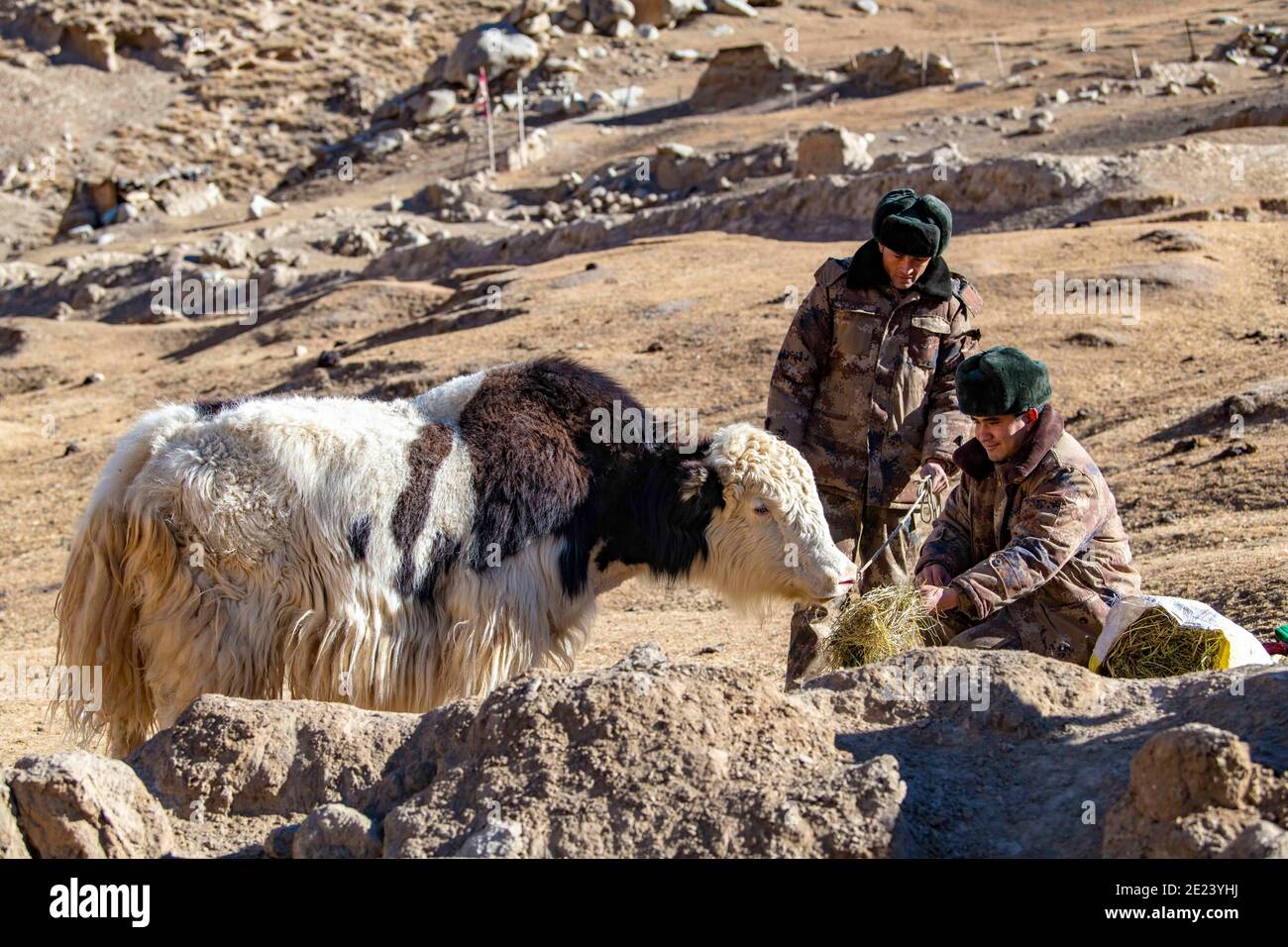 Yak heads hi-res stock photography and images - Alamy