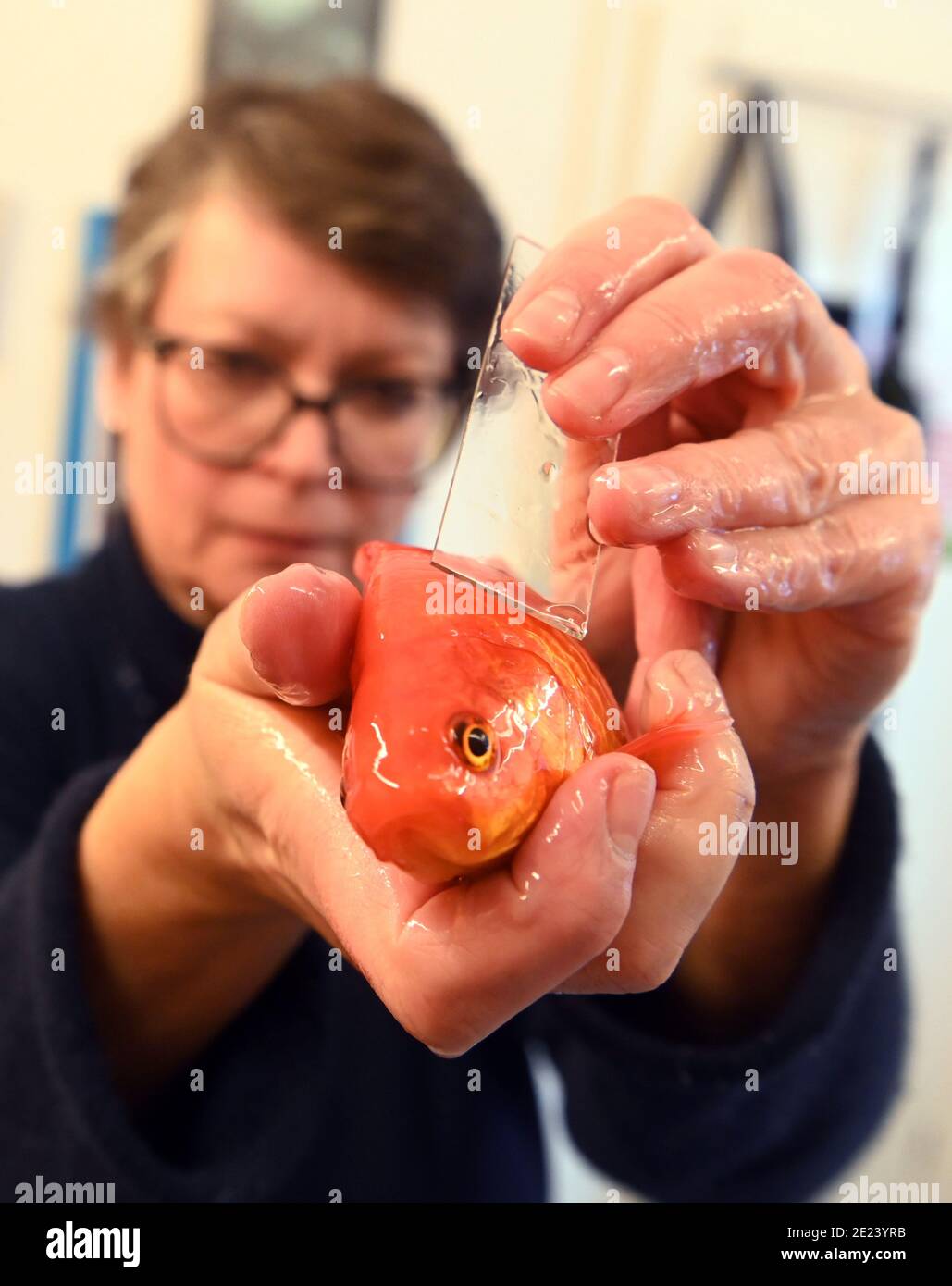 Mucosal hi-res stock photography and images - Alamy