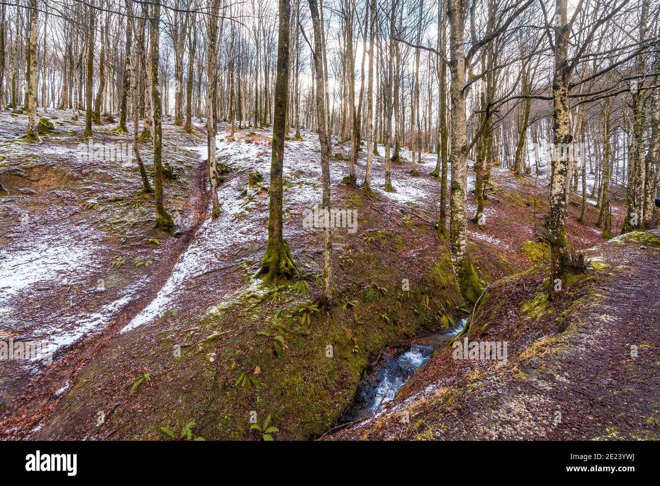 Forest full deciduous trees hi-res stock photography and images - Alamy