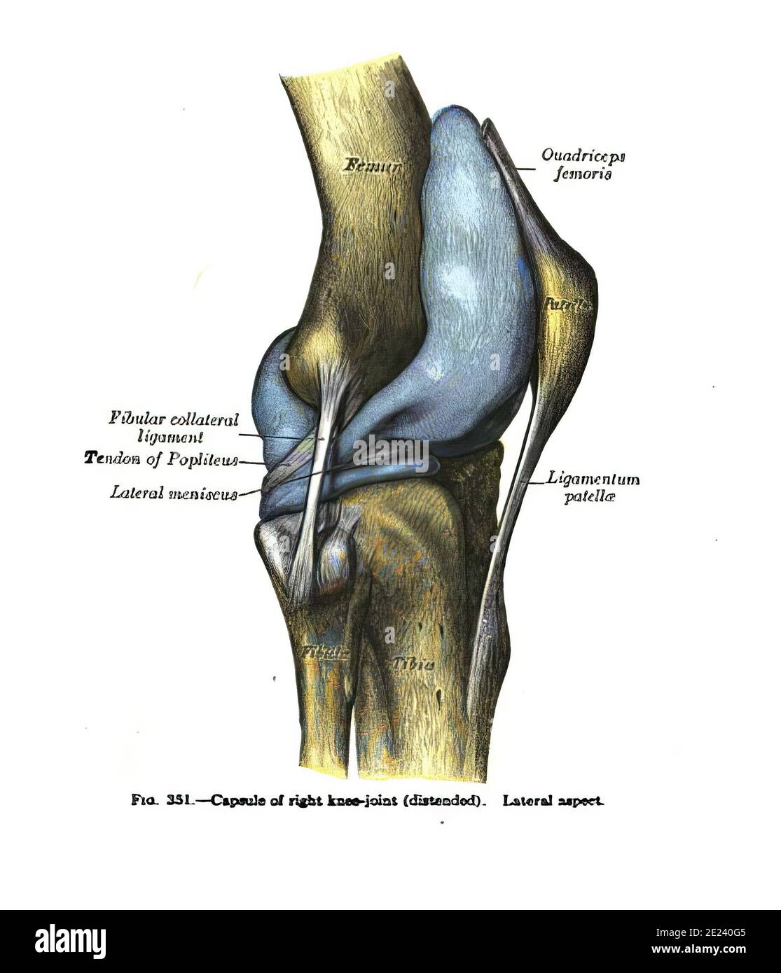 Anatomy atlas body hi-res stock photography and images - Alamy