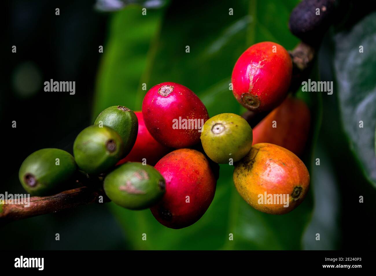 Fresh organic red raw and ripe coffee cherry beans on tree, agriculture ...