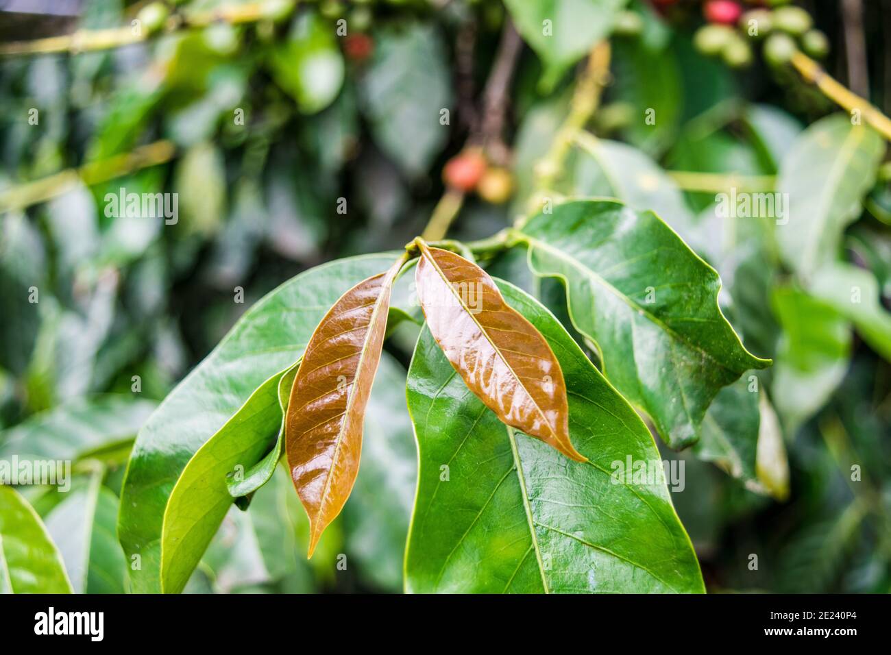 Fruit cultivation in kerala hi-res stock photography and images - Alamy