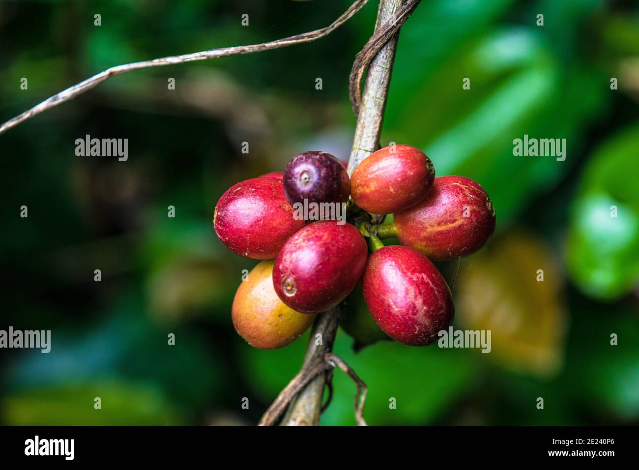 Fresh organic red raw and ripe coffee cherry beans on tree, agriculture ...