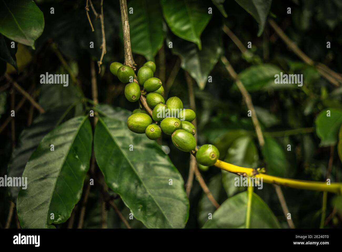 Coffee On Tree / Arabicas Raw Coffee Bean In Field, Kerala, India Stock ...