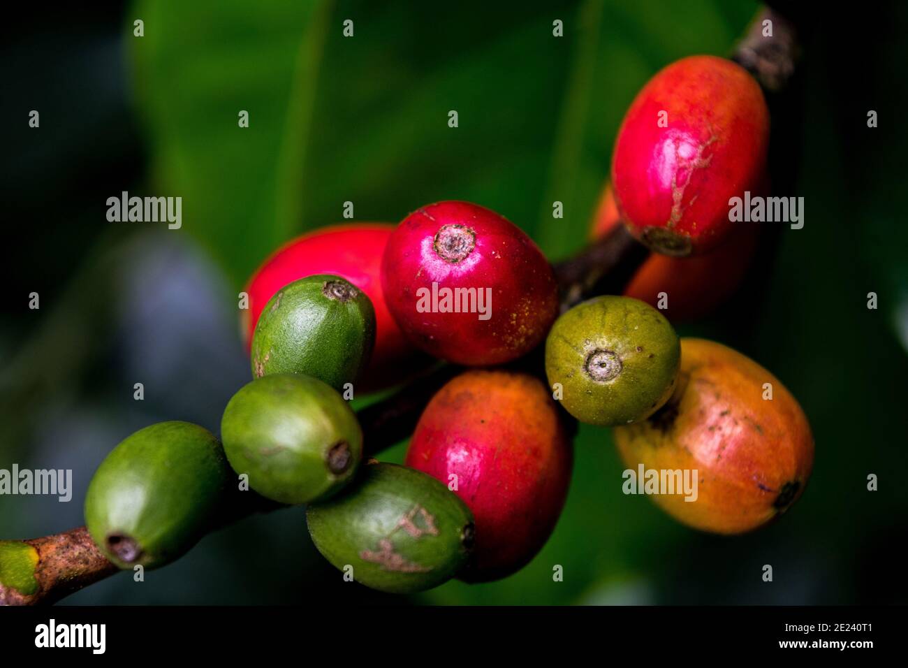 Fresh organic red raw and ripe coffee cherry beans on tree, agriculture ...