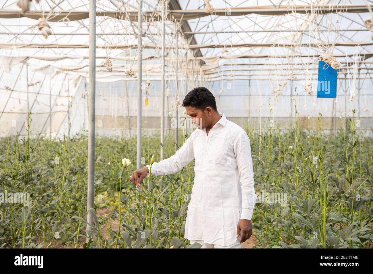 Young indian farmer inspecting crop while standing at his poly house or ...