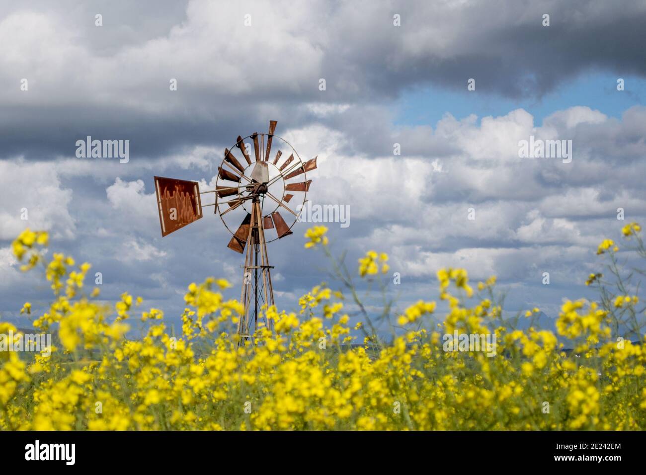 Rusty windmill in a fie Stock Photo - Alamy