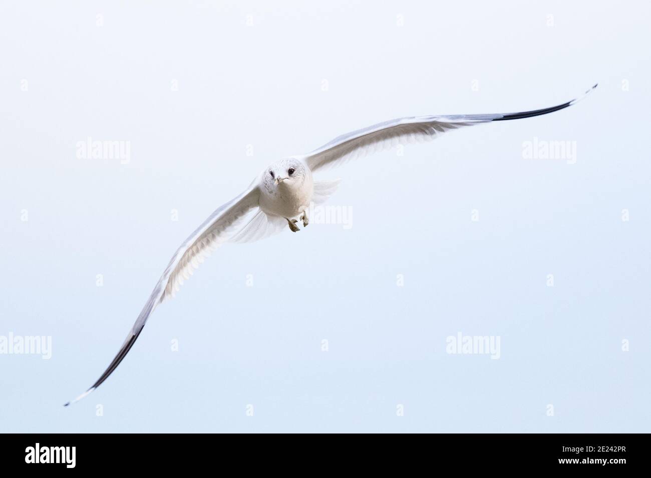 Beautiful white albatross flying in a clear sky with fully-opened wings ...