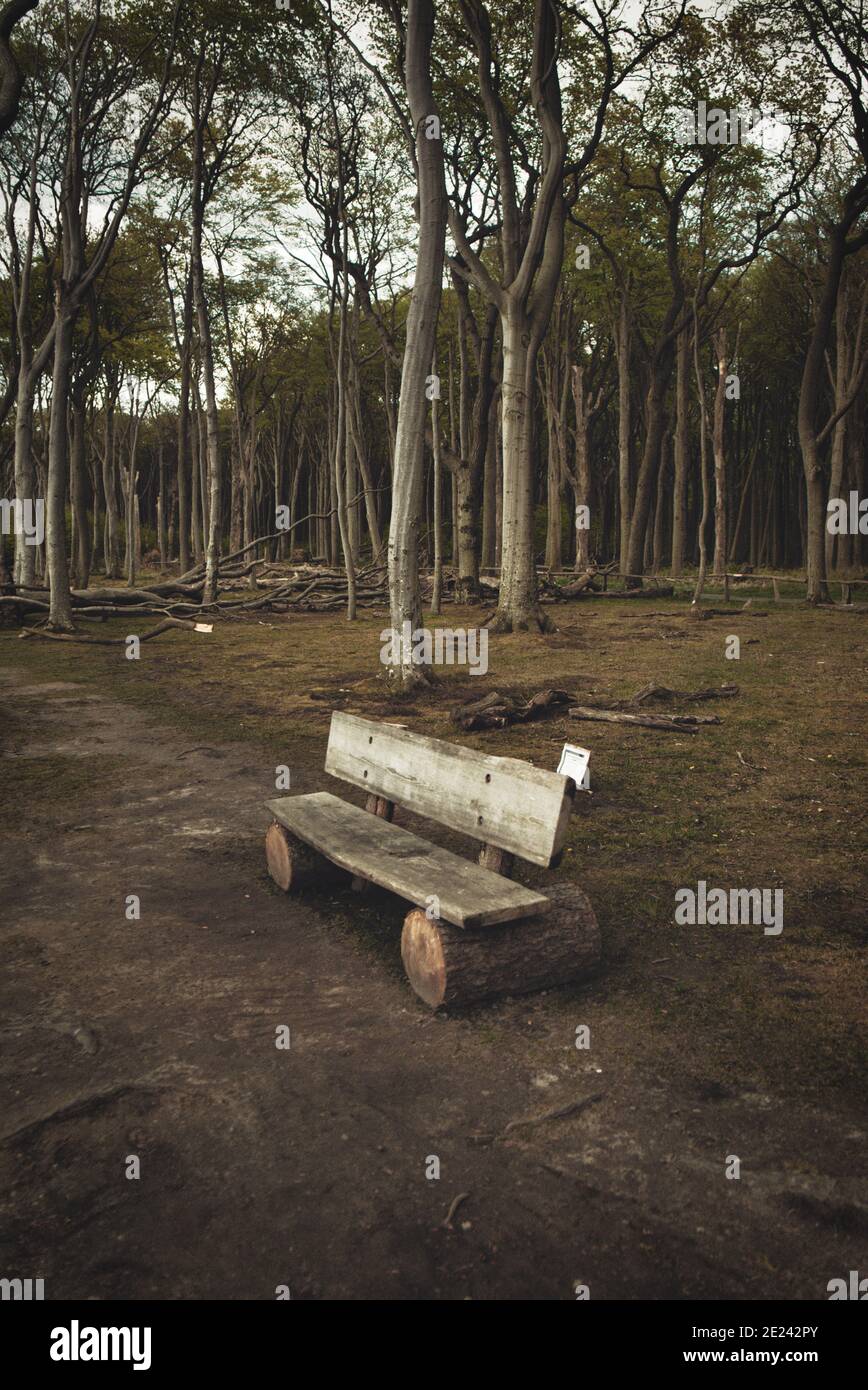Old wooden bench in a forest with cut trees fallen on the ground Stock ...