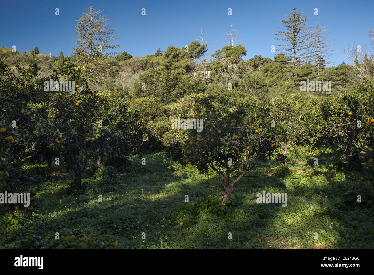 Orange orchard, Buskett, Malta, Mediterranean Stock Photo - Alamy