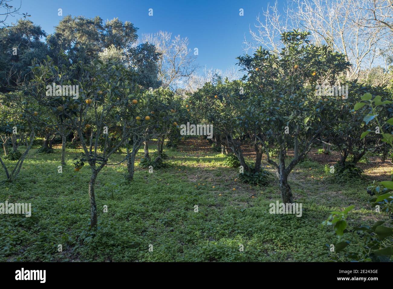 Orange orchard, Buskett, Malta, Mediterranean Stock Photo - Alamy