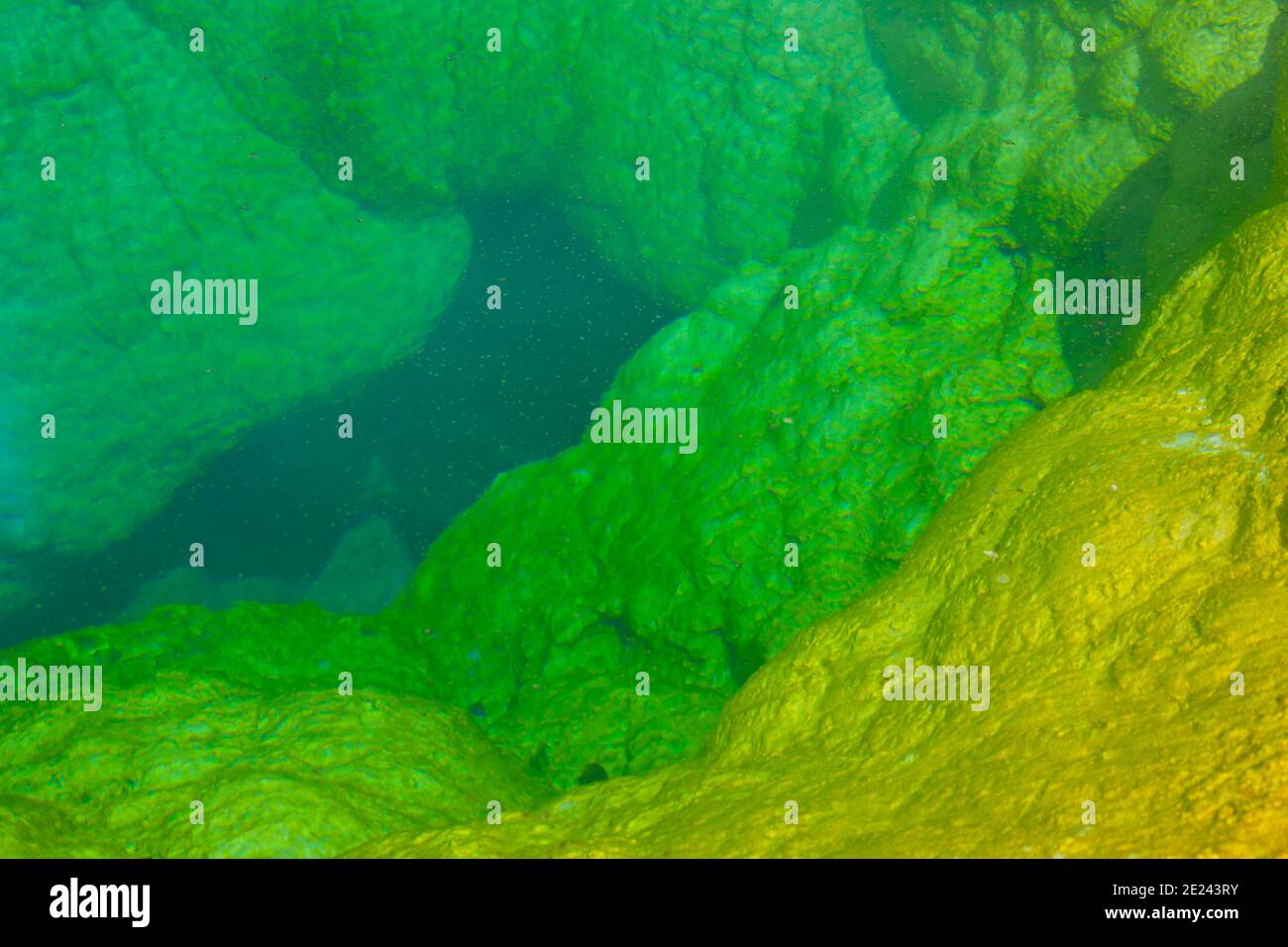 Close up of Morning Glory Pool heat as a green bloom is still a ...