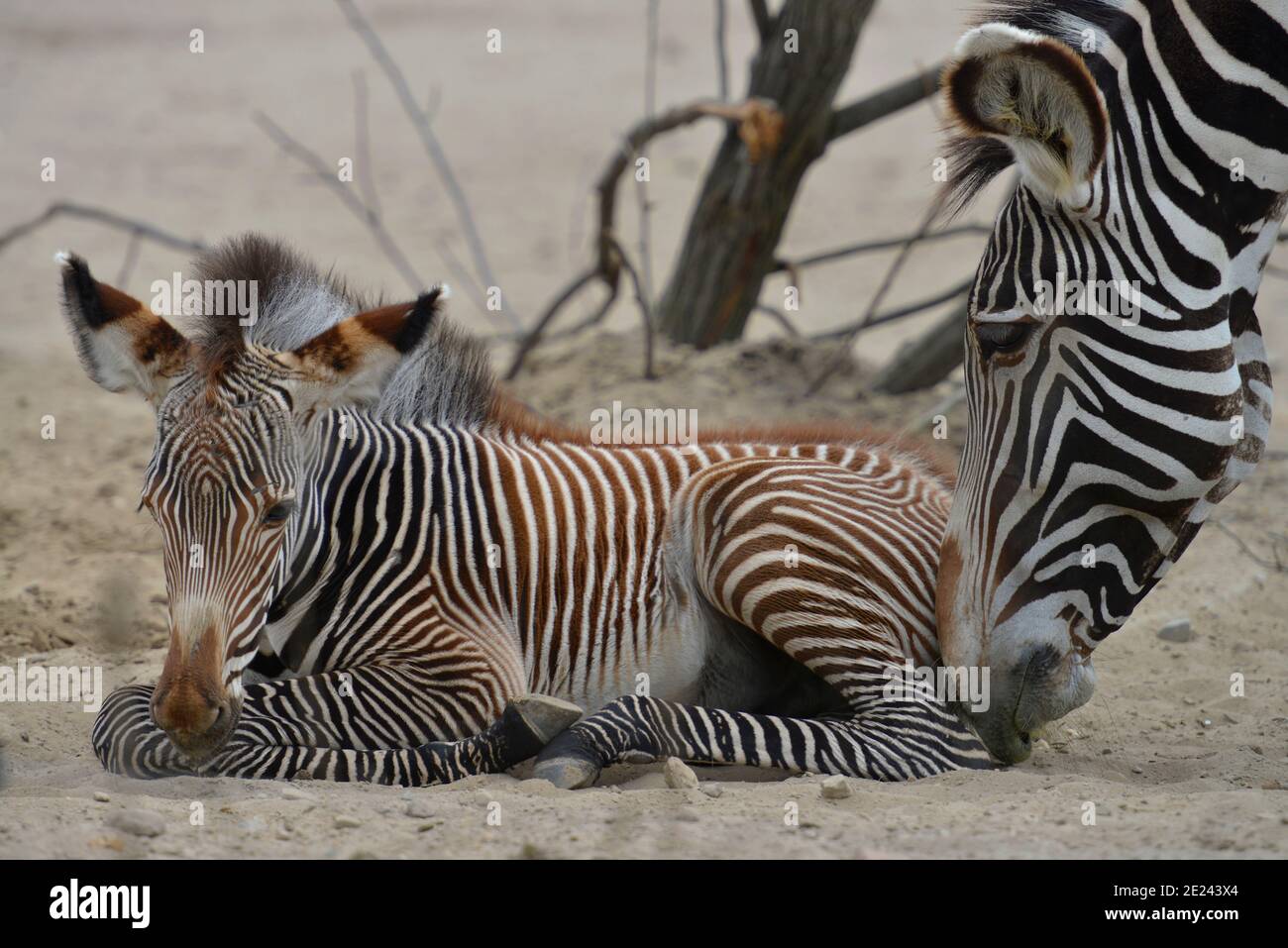 Grevy-Zebra, Tierpark Friedrichsfelde, Lichtenberg, Berlin, Deutschland ...