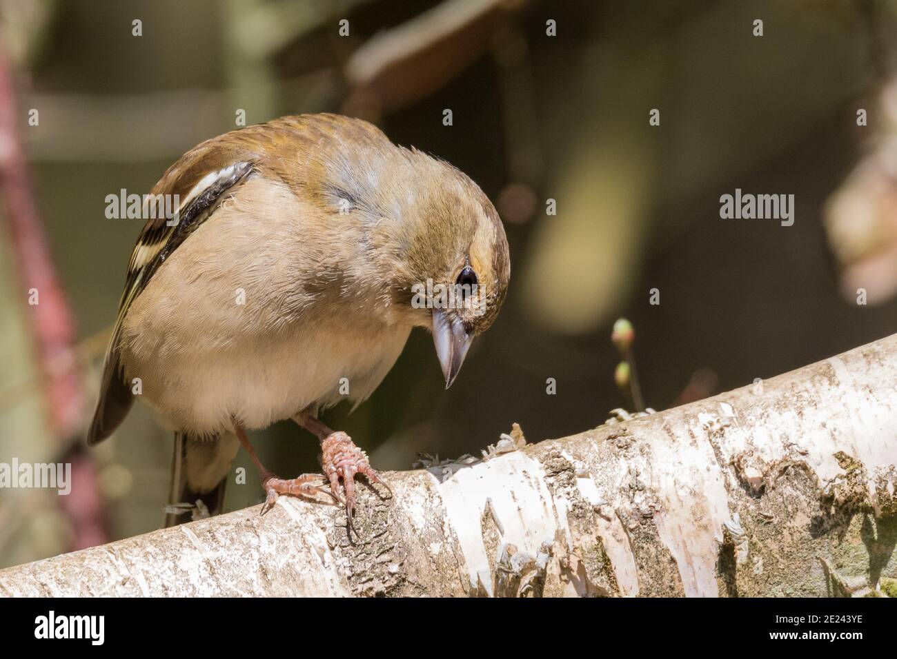 Suffering Bird High Resolution Stock Photography and Images - Alamy