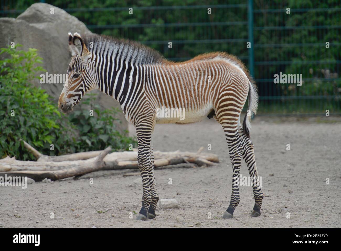 Grevy-Zebra, Tierpark Friedrichsfelde, Lichtenberg, Berlin, Deutschland ...