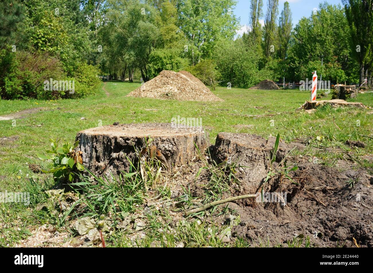 Trees of different sizes hi-res stock photography and images - Alamy
