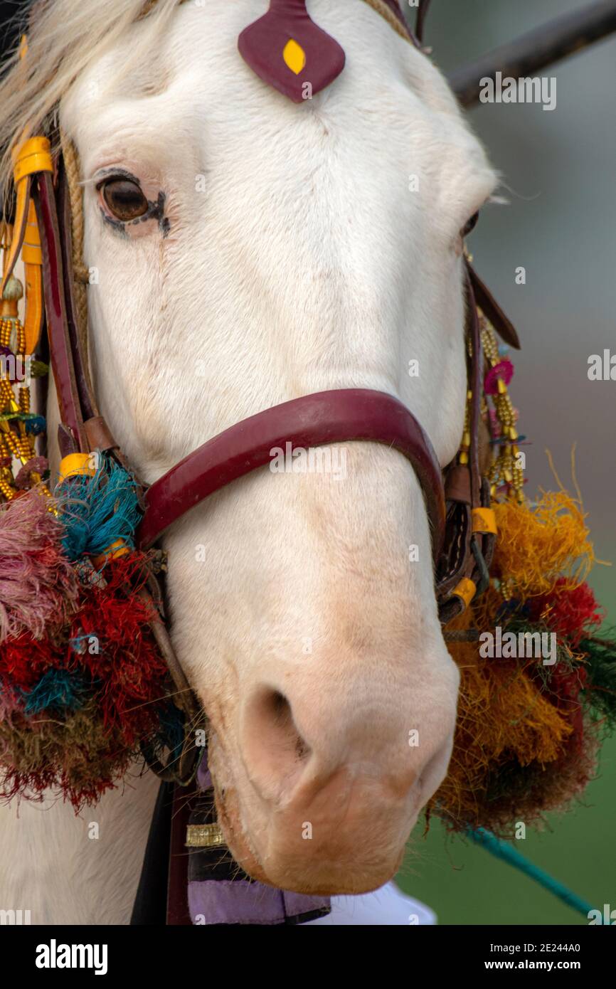 The horse is one of two extant subspecies of Equus ferus. It is an odd ...