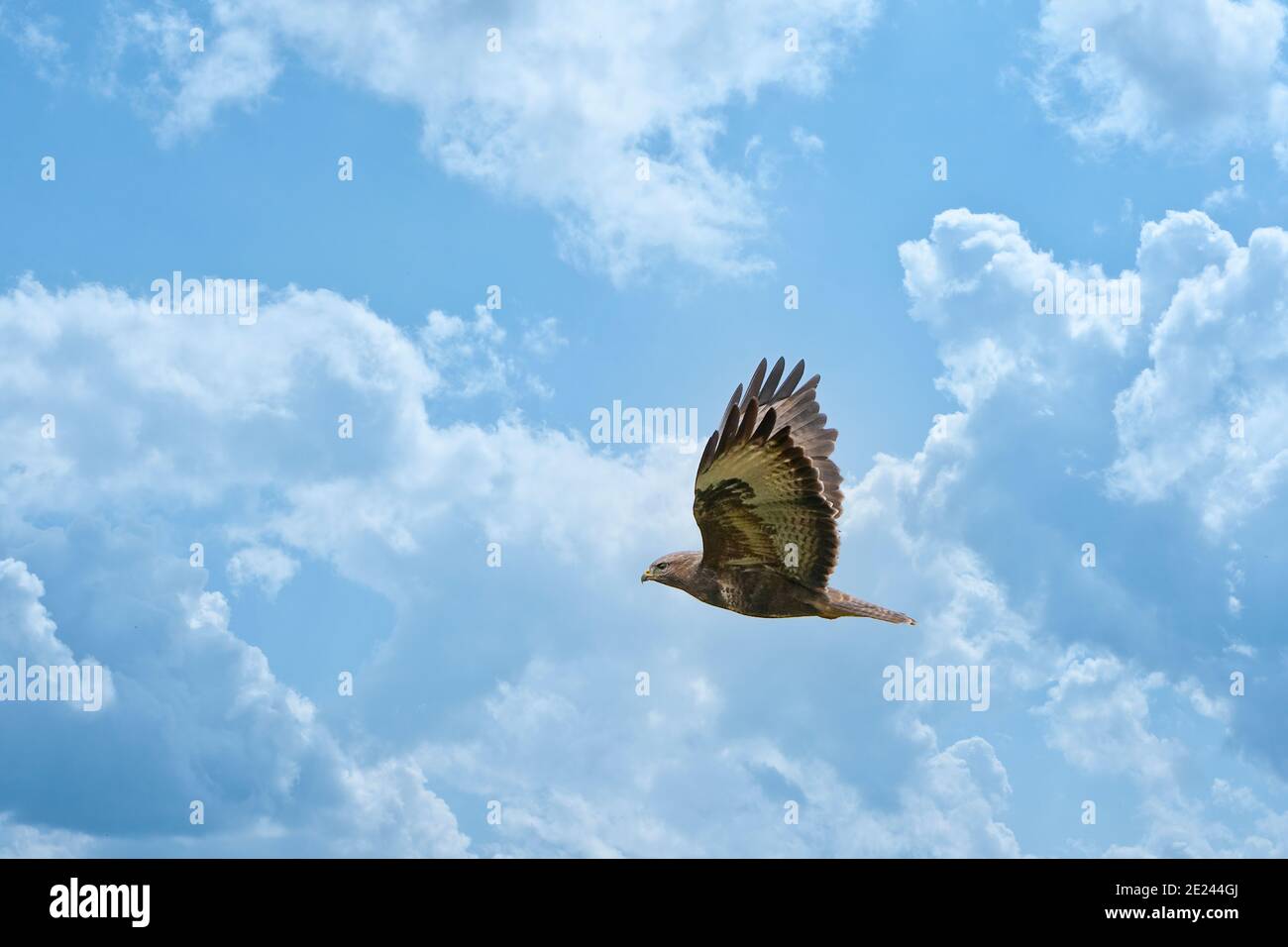Beautiful adult buzzard eagle, Buteo buteo, in flight with cloudy blue ...